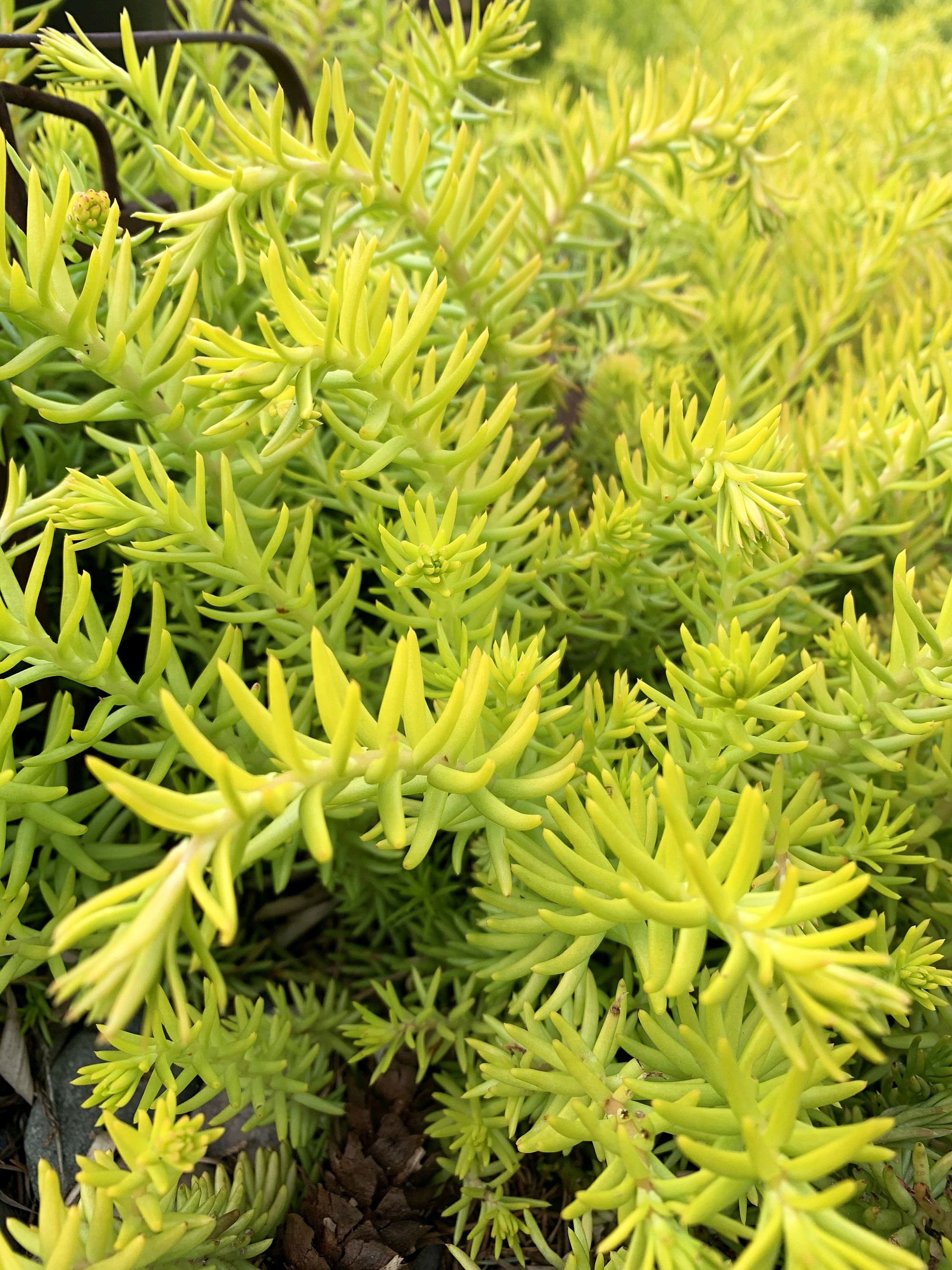 Sedum Rupestre Angelina Evergreen Perennial Ground Cover Succulent ...