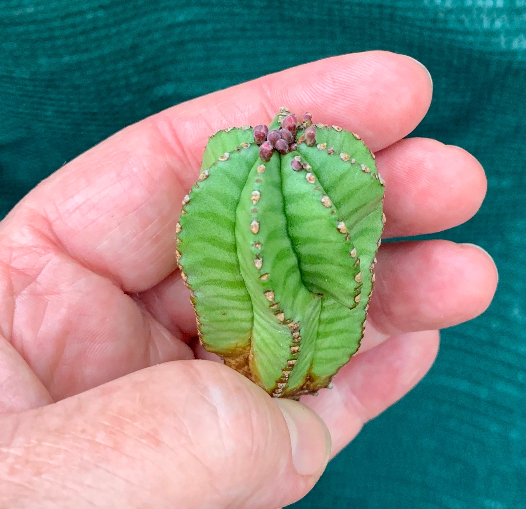 Tanzanian Zipper Plant Euphorbia Anoplia Succulent Pup - Etsy