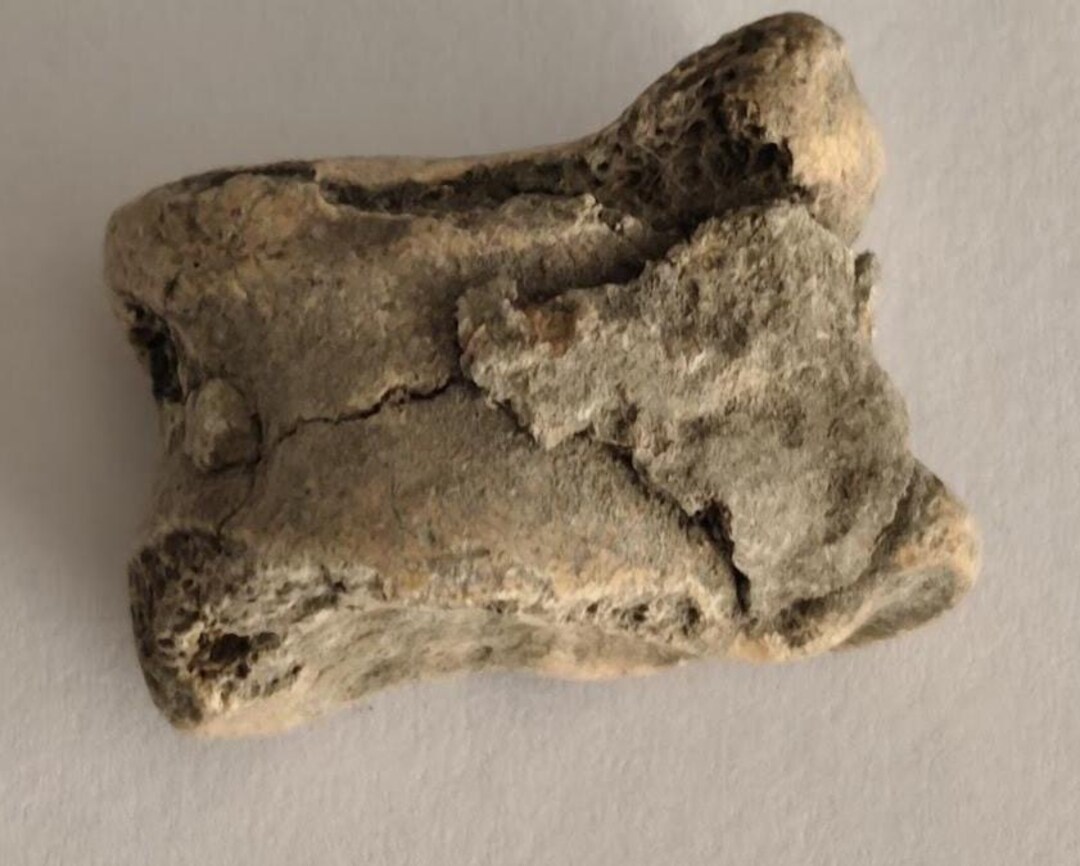 Rare Ancient Roman Knucklebone (astragalus) 100 B.c.-200 Ad - Etsy