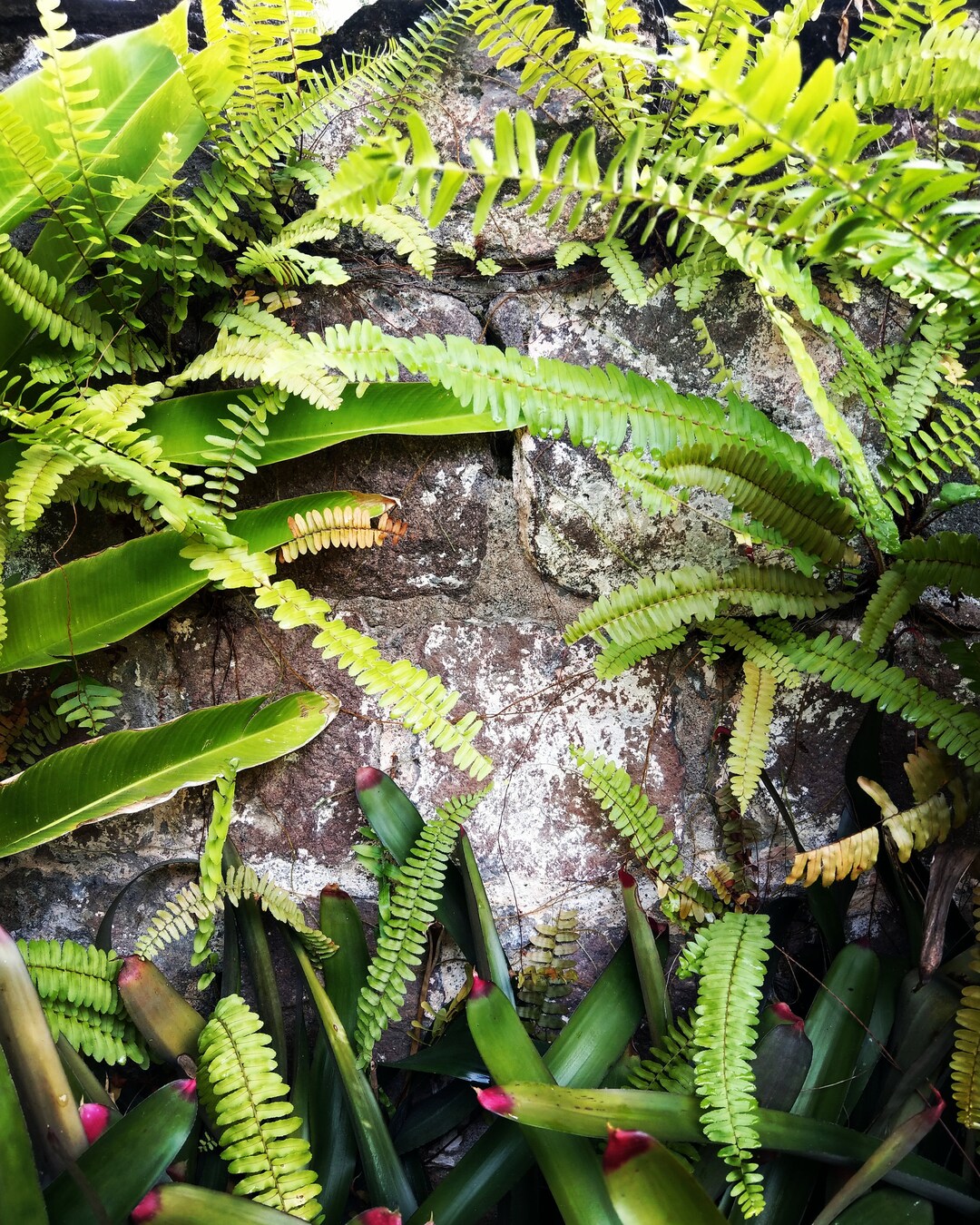 Fern Wall Art Happy Spring Photo Project Digital Image Zoom Background ...