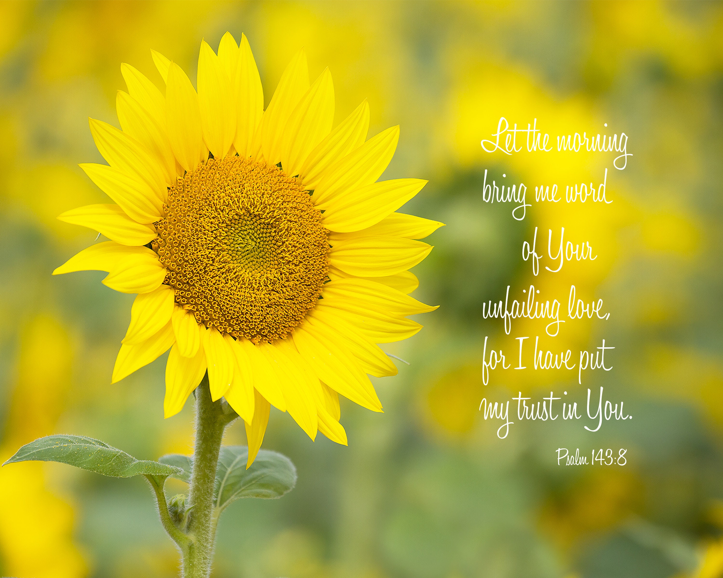 Sunflower Bible Verse - Etsy