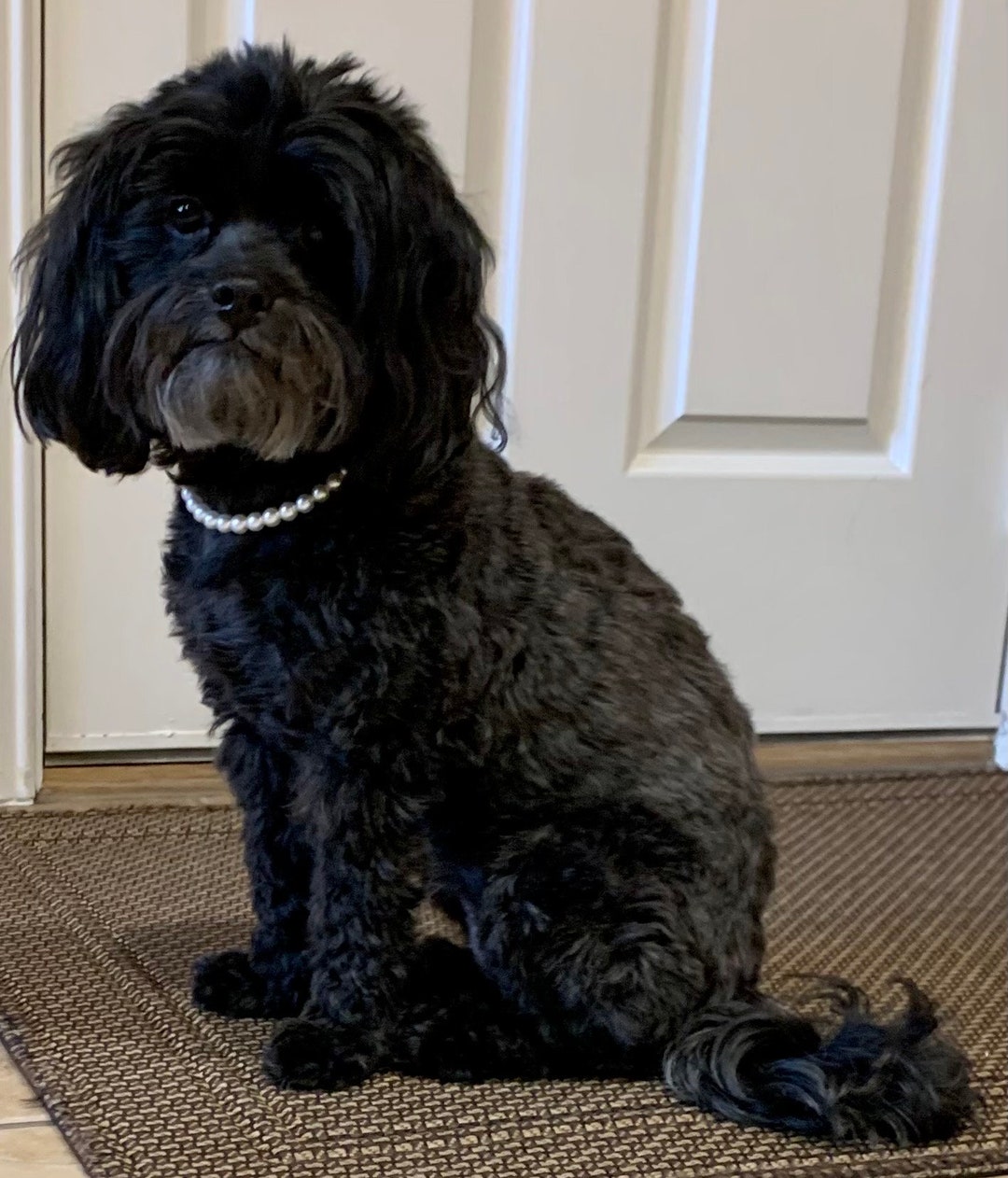 Pet Pearls, Dog Pearls, Cat Pearls, Pet Necklace, - Etsy