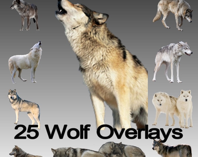Wolf Overlays for Photoshop in Png Format for Your Photo Manipulation ...