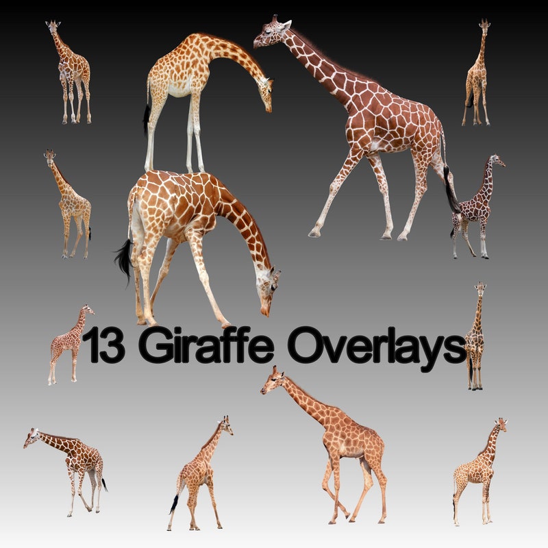 Animal Overlays - Etsy