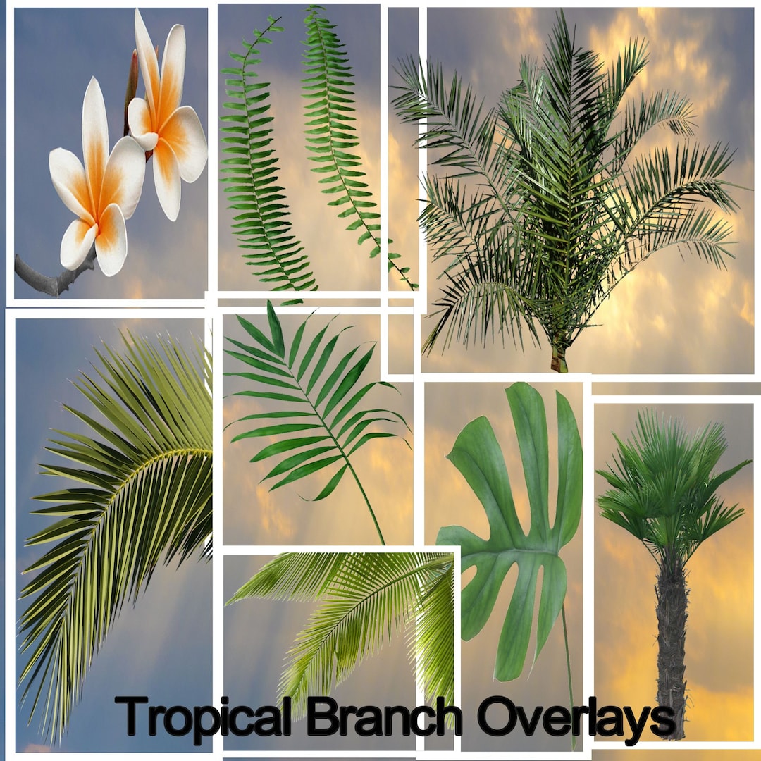 50 Tropical Tree Branch Overlays for Photoshop,photoshop Overlays ...