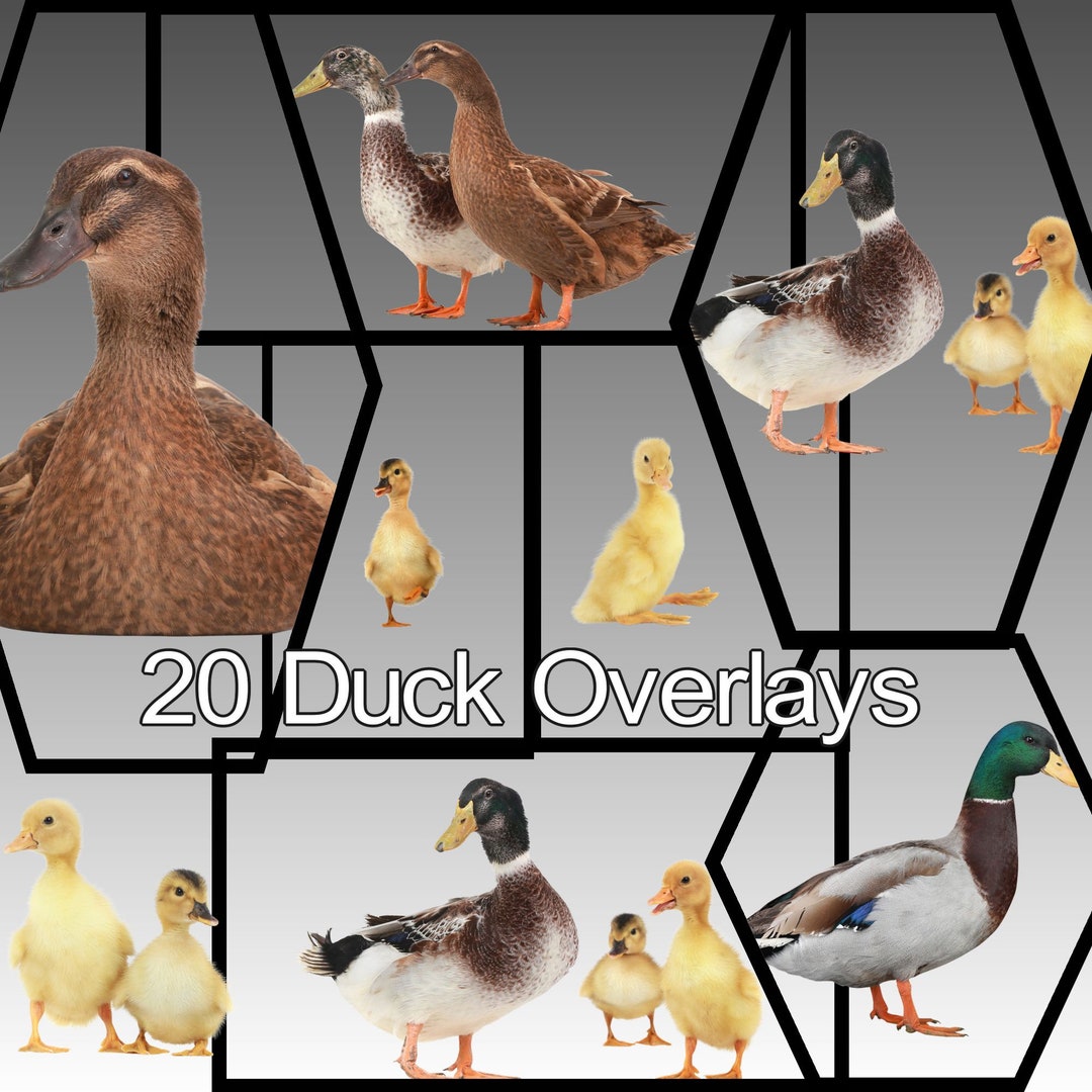 20 Duck Photo Overlays: Realistic JPEG Images (digital Download) - Etsy ...