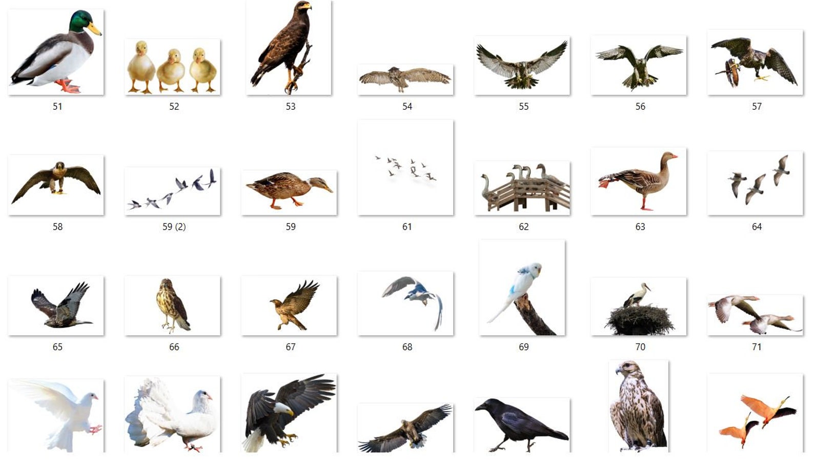 Bird Photoshop Overlays Bird Overlays for Photoshop Birds - Etsy