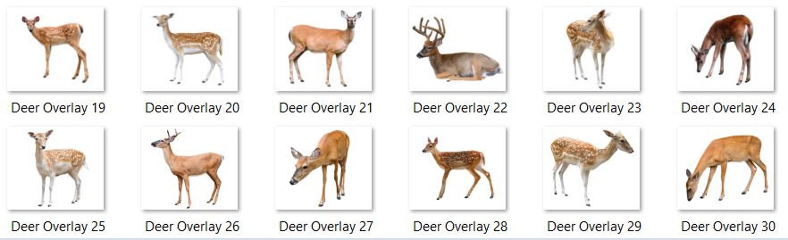 30 Realistic Deer Photo Overlays for Photoshop (digital Downloads) - Etsy