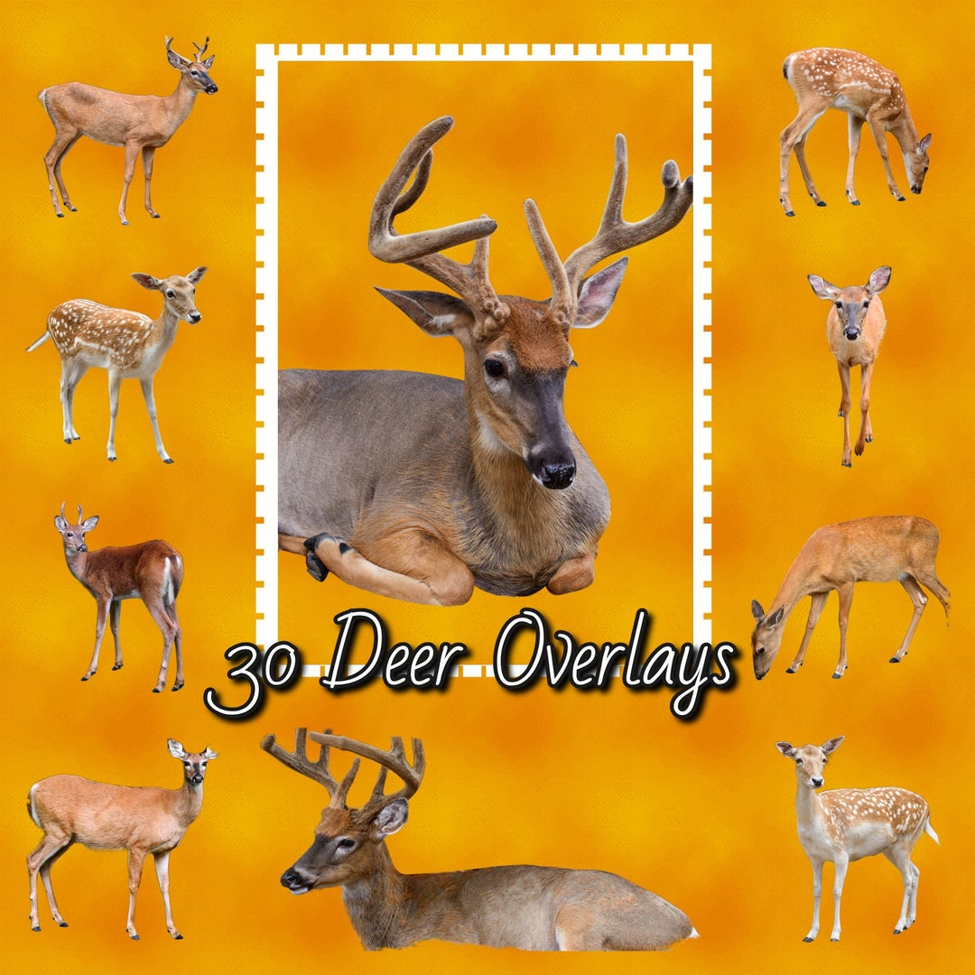 30 Realistic Deer Photo Overlays for Photoshop (digital Downloads) - Etsy