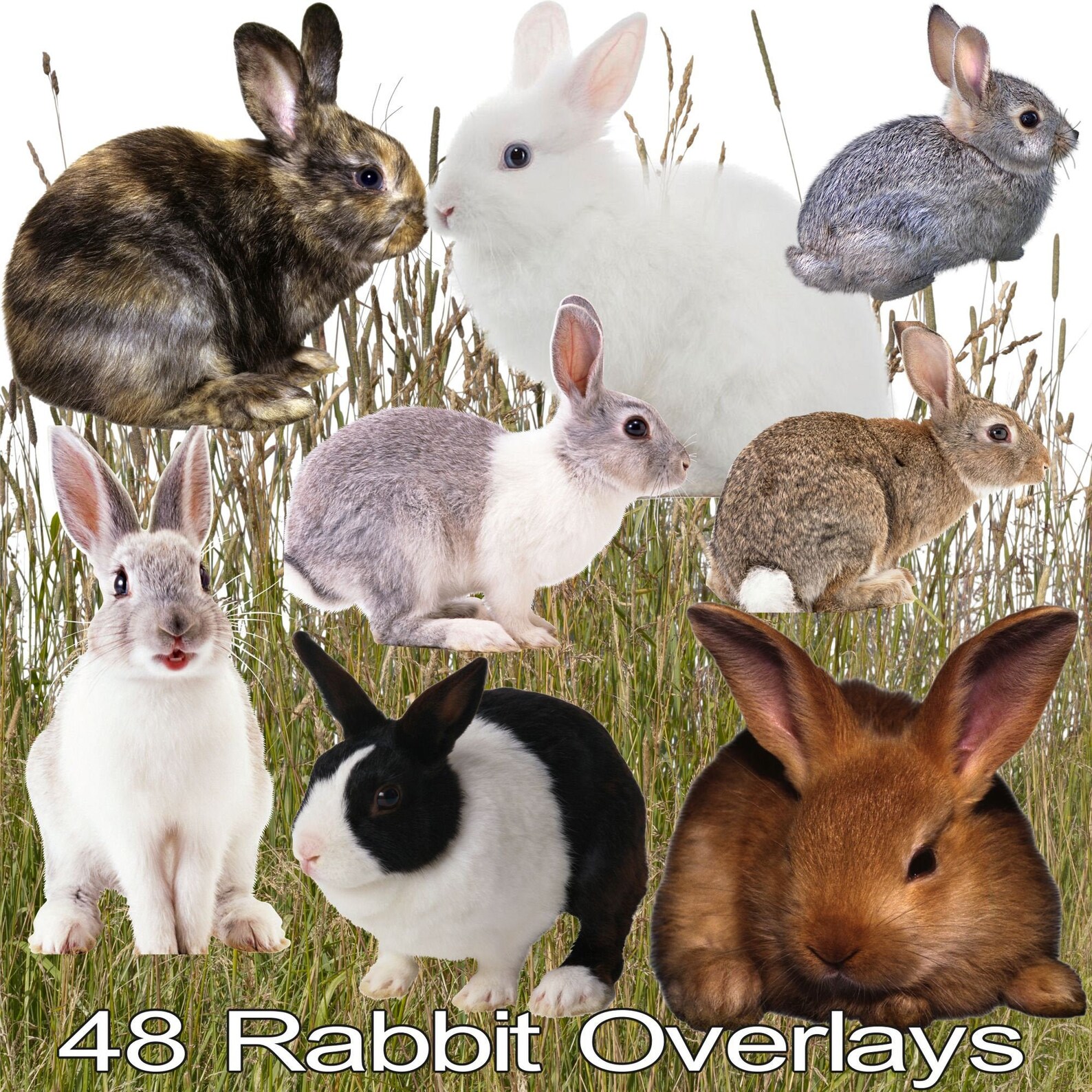 48 Realistic Rabbit Photo Overlays: Wildlife Photography (digital ...