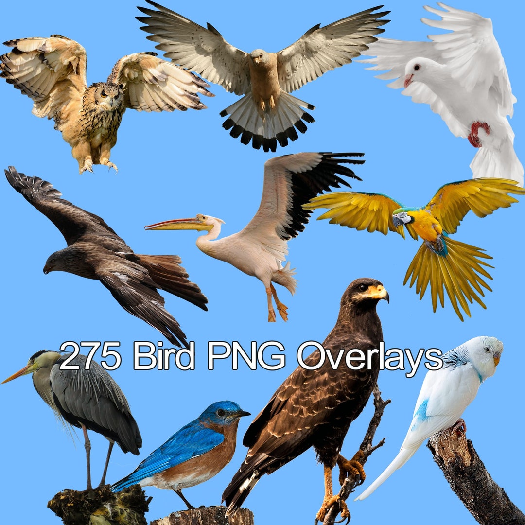 Bird Photoshop Overlays, Bird Overlays for Photoshop, Birds Overlays ...