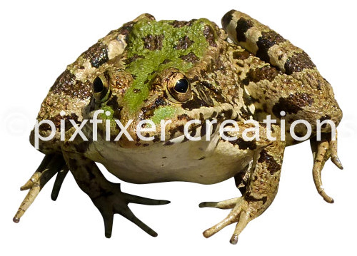 Frog Overlays for Photoshop Frog Overlays Photoshop | Etsy