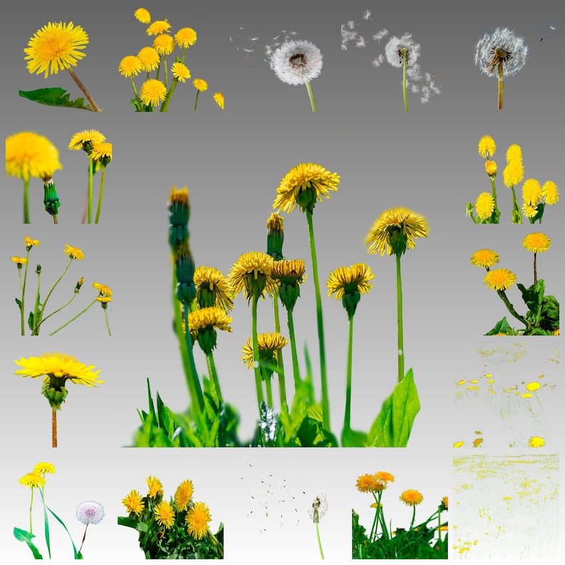 40 Dandelion Flower Photoshop Overlays Photoshop Overlays | Etsy 40 Dandelion Flower Photoshop Overlays Photoshop Overlays | Etsy