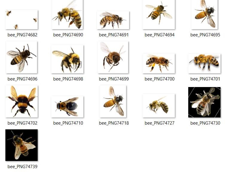 Bee Overlays for Photoshop Bee Overlays Bees Photoshop | Etsy Australia
