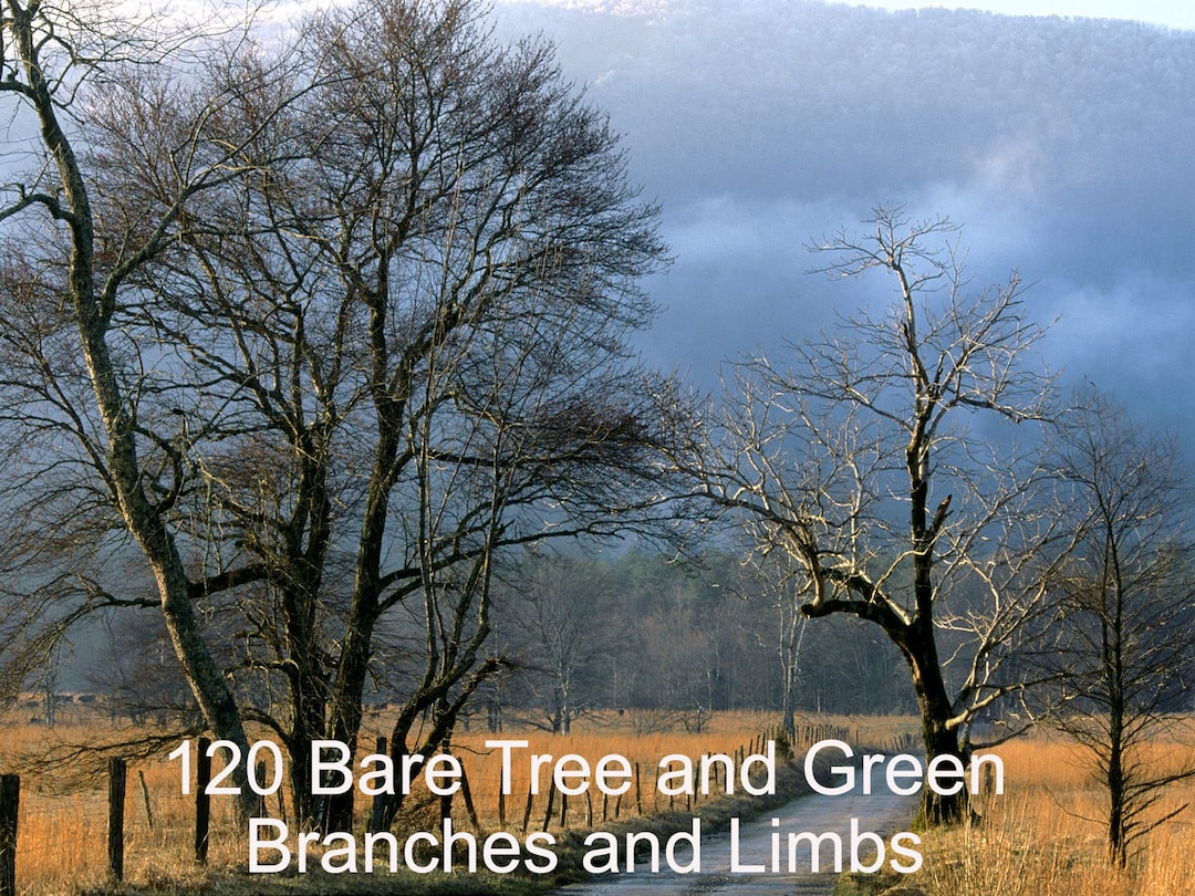 120 Bare Tree and Green Tree Branch Overlays, Tree Branches, Trees ...