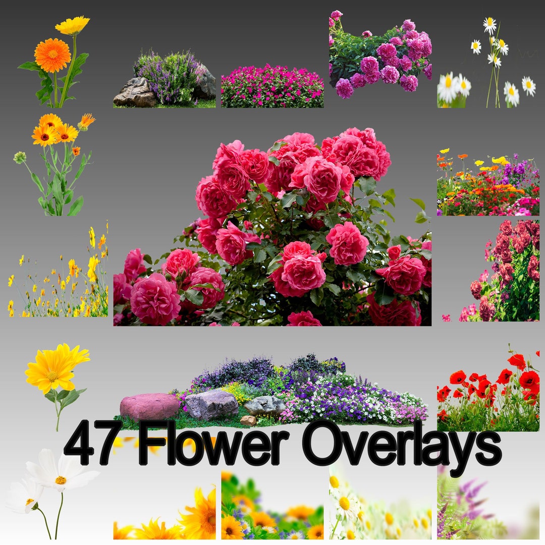 47 Flower Overlays for Photoshop, Flowers, Plants, Landscape, Flower ...
