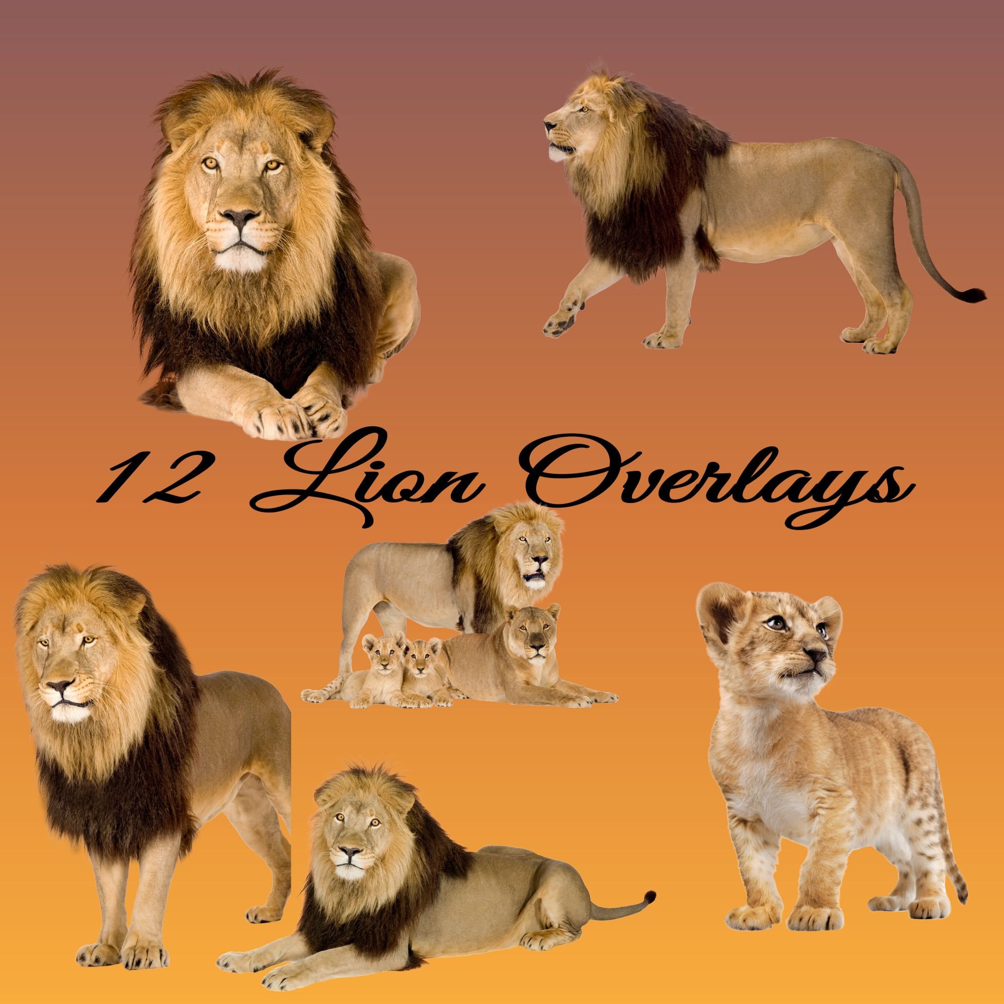 Lion Subspecies List