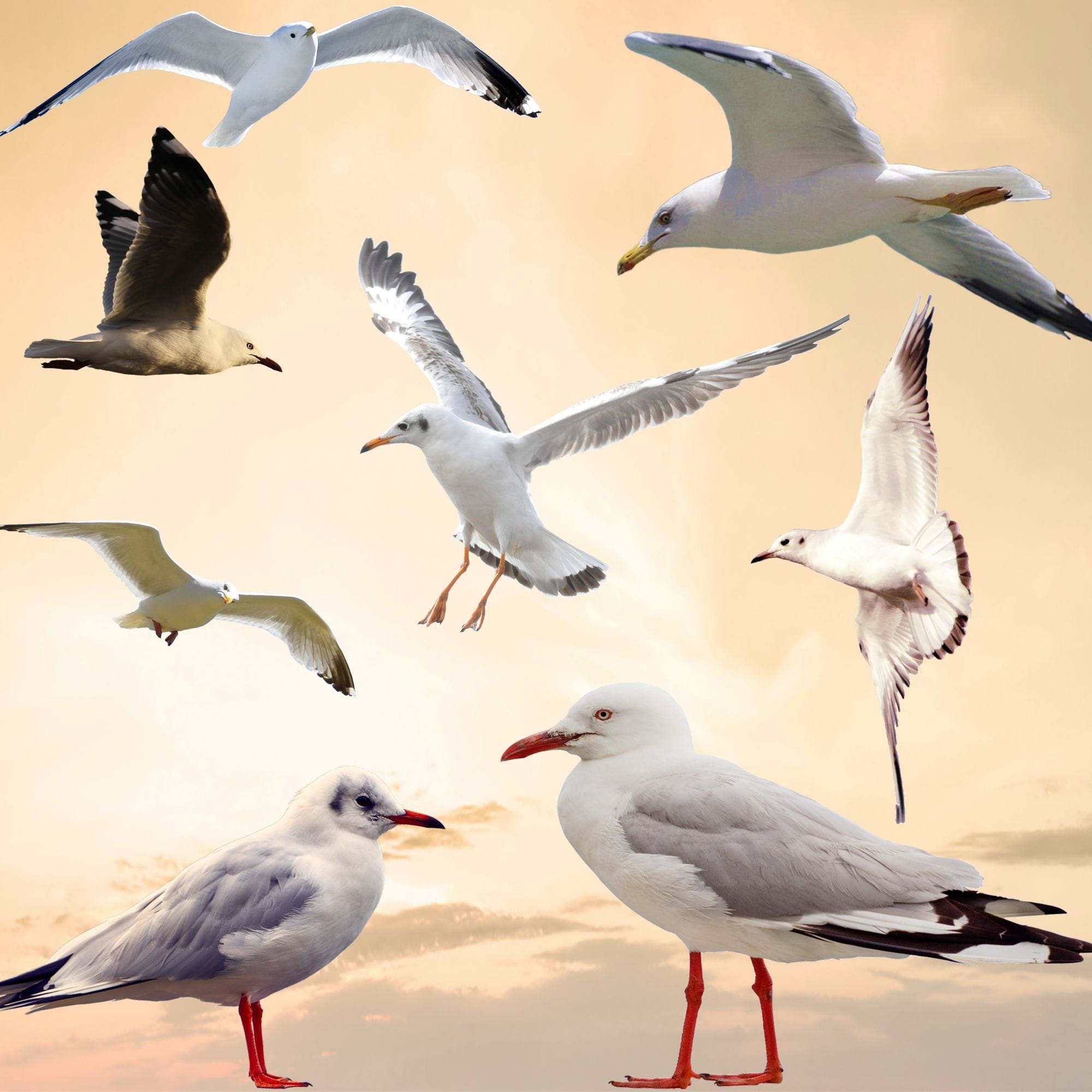 46 Seagull Overlays for Photoshop Seagull Overlays Bird - Etsy UK