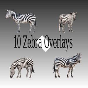 Zebra Overlays for Photoshop, Zebra Overlays, Photoshop Overlays ...