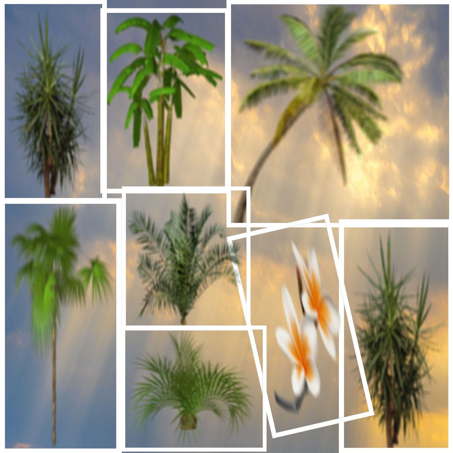 50 Tropical Tree Branch Overlays for Photoshopphotoshop - Etsy
