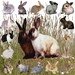 48 Rabbit Overlays for Photoshop, Rabbits, Bunny, Animal Overlays ...