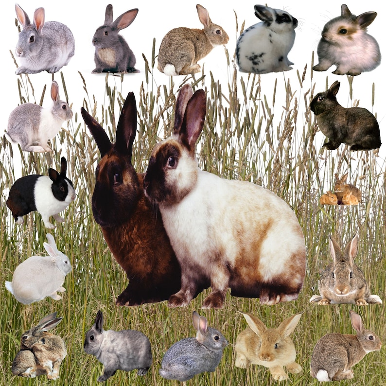 48 Rabbit Overlays for Photoshop Rabbits Bunny Animal - Etsy