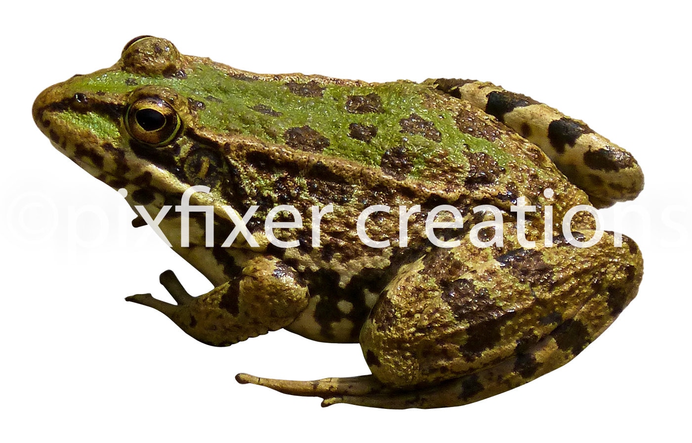Frog Overlays for Photoshop Frog Overlays Photoshop | Etsy