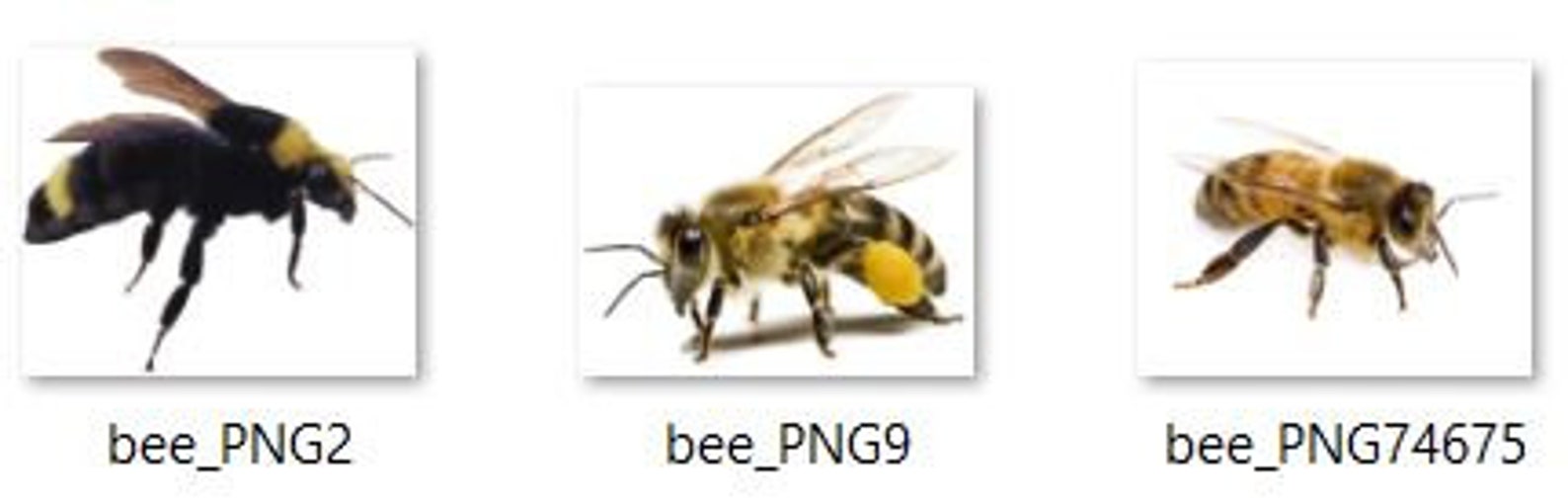 20 Realistic Bee Overlays: Photoshop PNG Images (digital Download) - Etsy