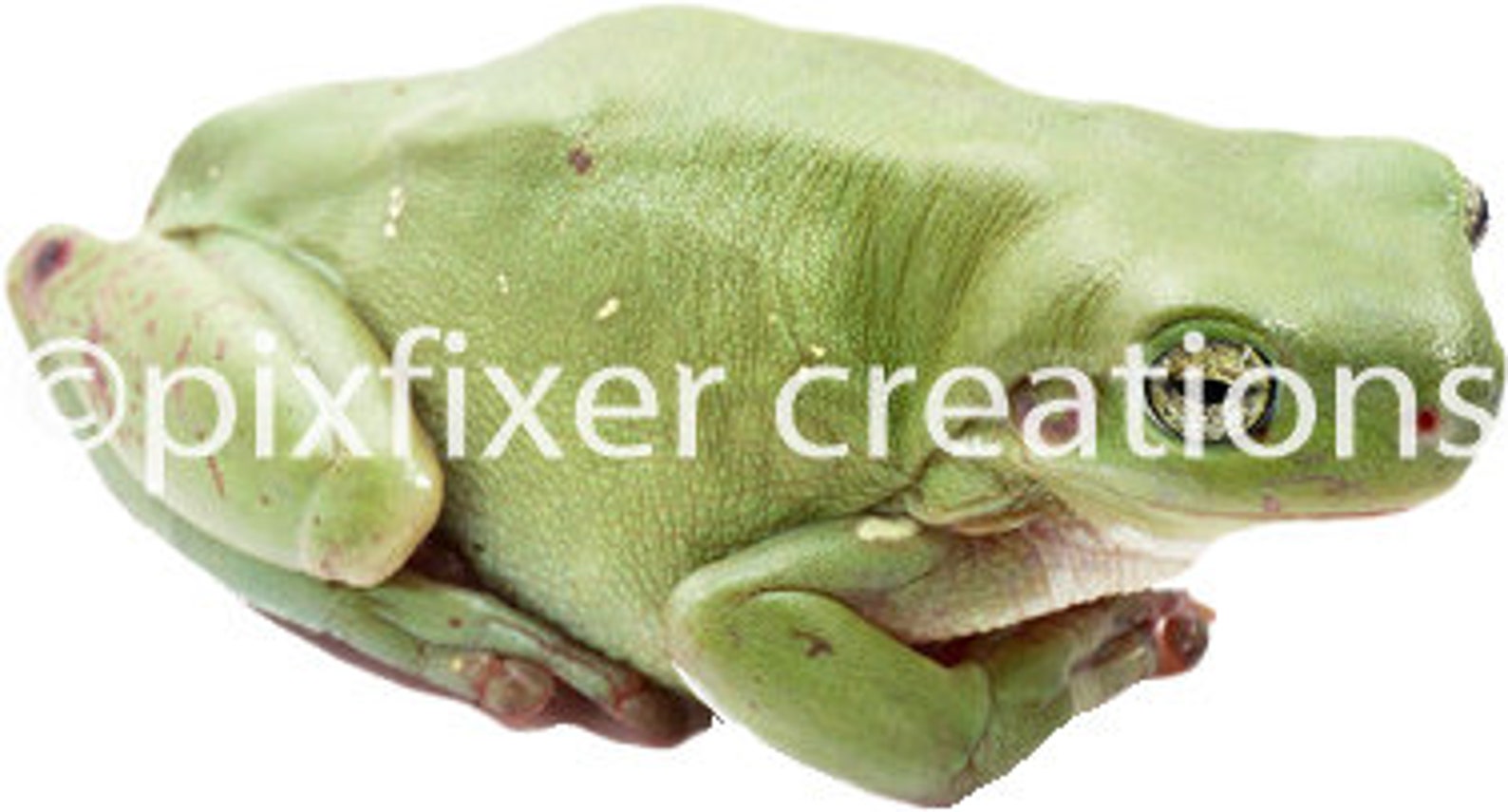 Frog Overlays for Photoshop Frog Overlays Photoshop | Etsy