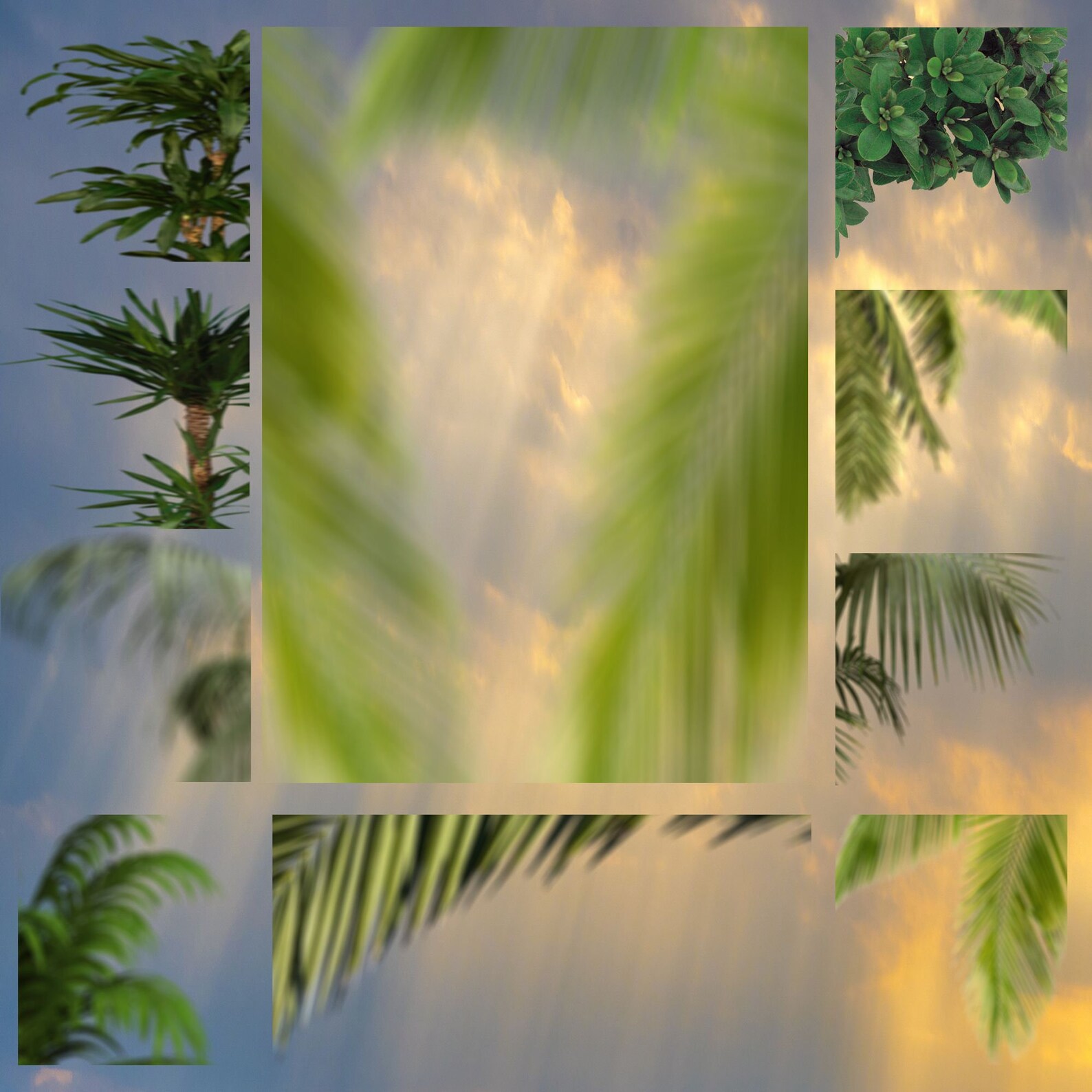 50 Tropical Tree Branch Overlays for Photoshopphotoshop | Etsy