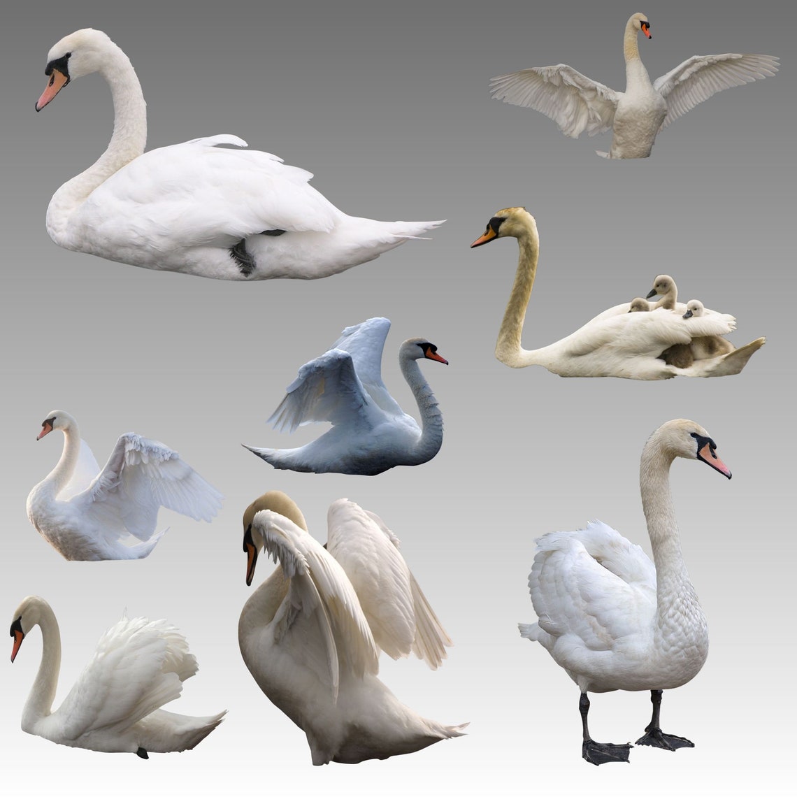 30 Swan Overlays for Photoshop Swan Overlays Bird Overlays - Etsy