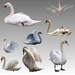 30 Swan Overlays for Photoshop, Swan Overlays, Bird Overlays, Swans ...