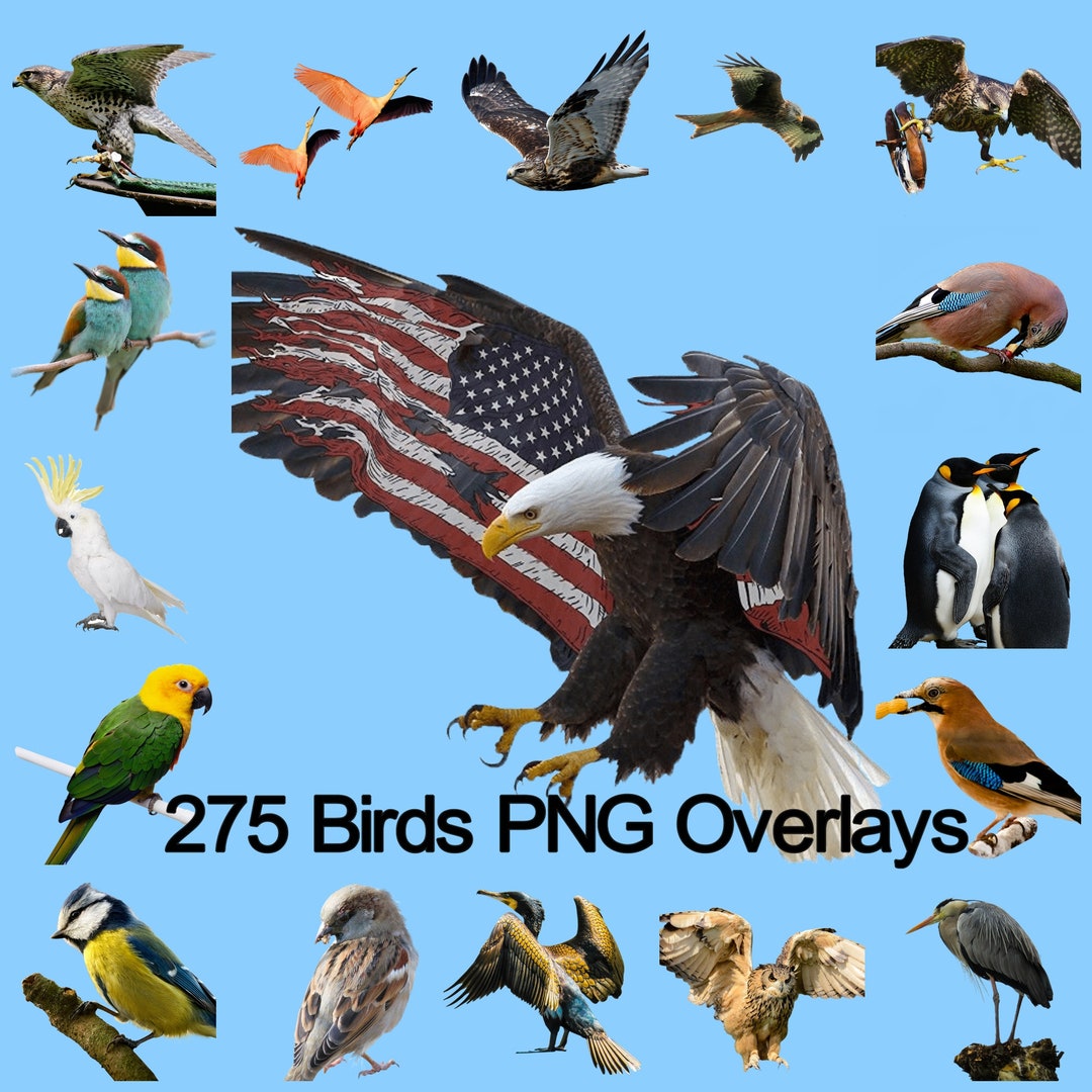 275 PNG Bird Overlays for Photoshop, Bird Overlays for Photoshop, Bird ...