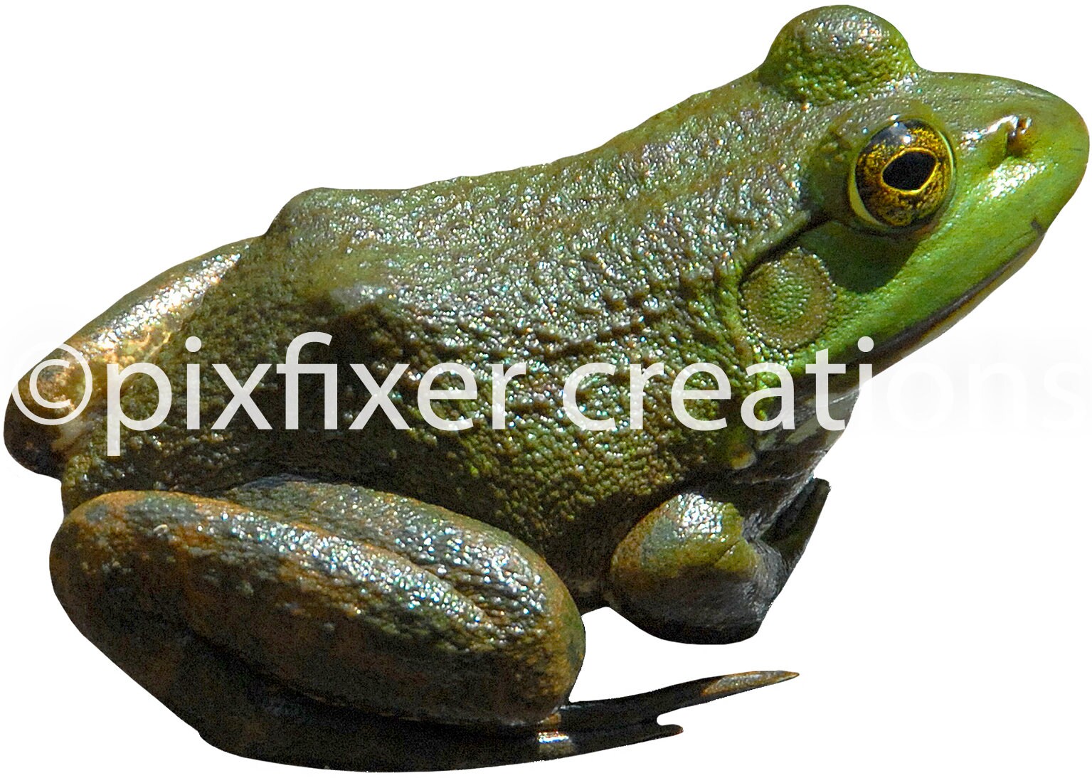 Frog Overlays for Photoshop Frog Overlays Photoshop | Etsy