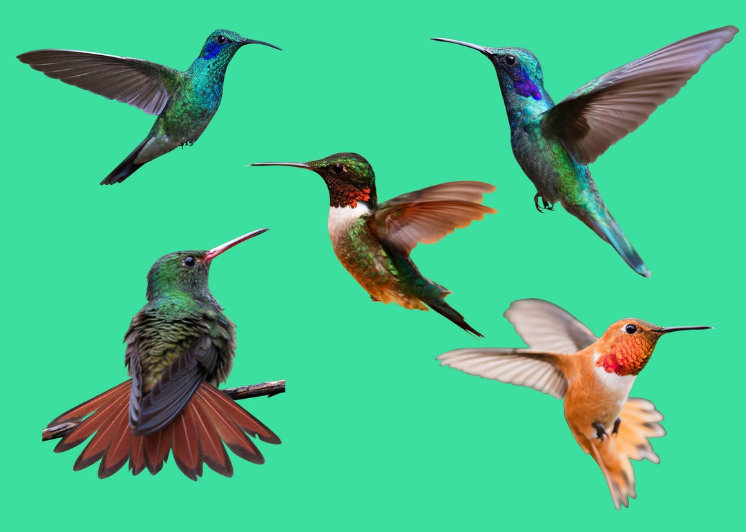Hummingbirds Photoshop Overlays, Hummingbirds, Photoshop Overlays ...