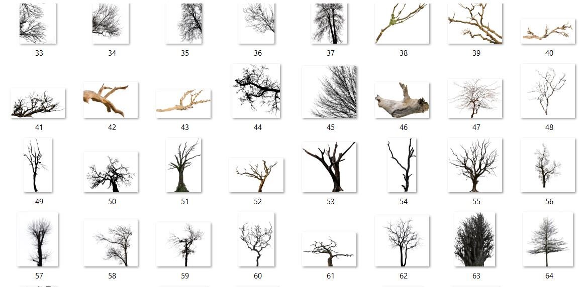 120 Bare Tree and Green Tree Branch Overlays Tree Branches - Etsy Israel