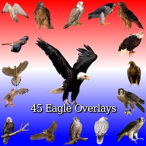 45 Bald Eagle & Birds of Prey Overlays for Photoshop (PNG Digital Files ...