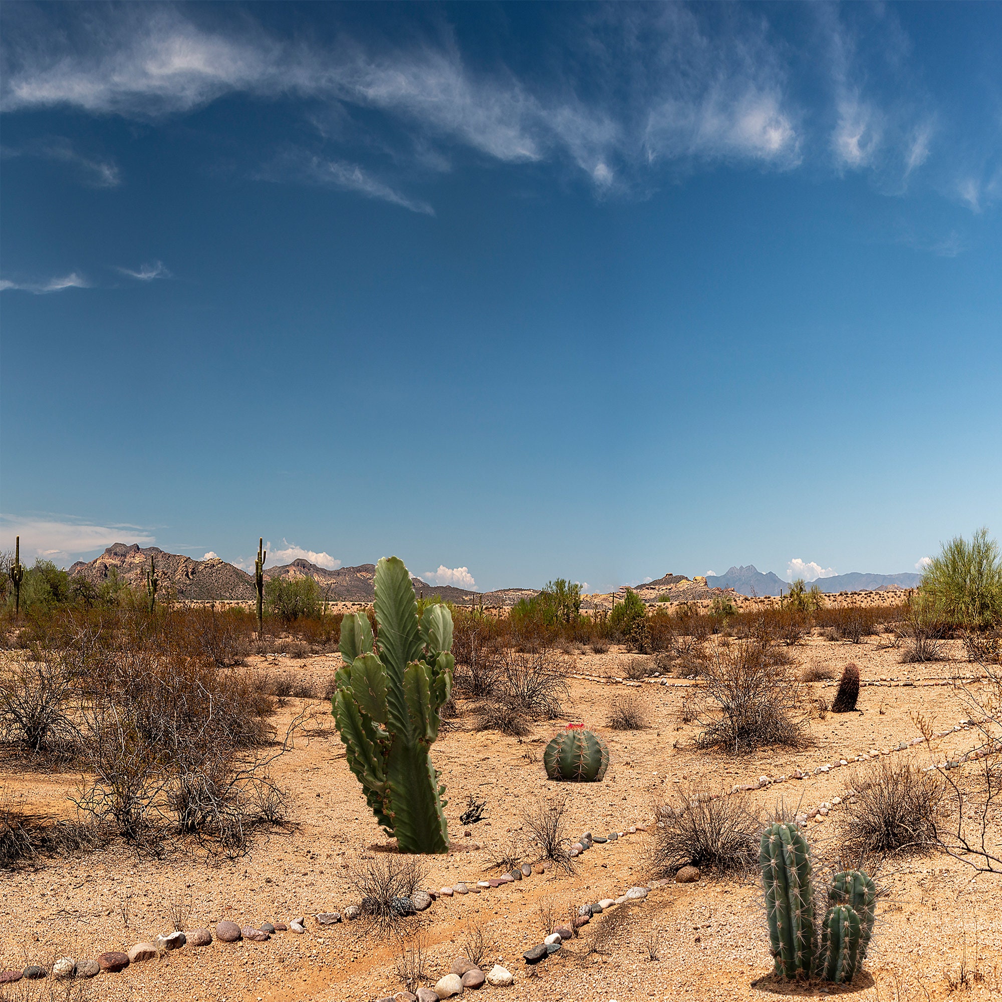 20 Cactus Overlays for Photoshop Cactus Overlays Cacti | Etsy UK