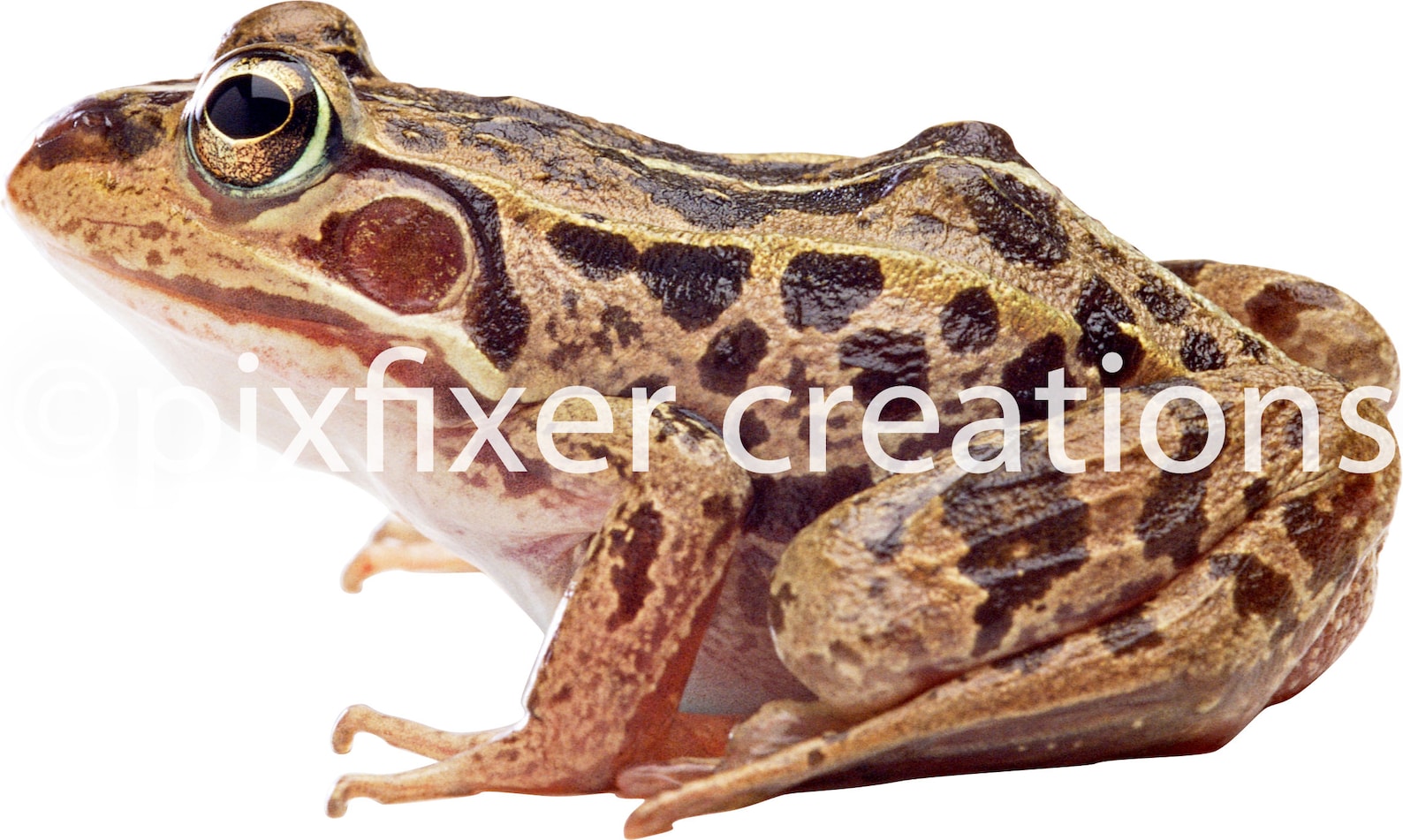 Buy Frog Overlays for Photoshop Frog Overlays Photoshop Online in India ...