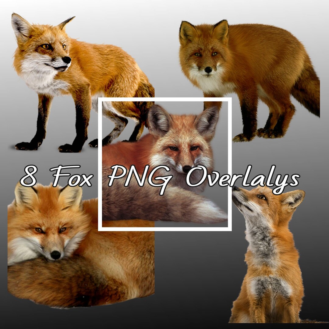 Fox PNG Overlays for Photoshop: Realistic Photo Effects (digital ...