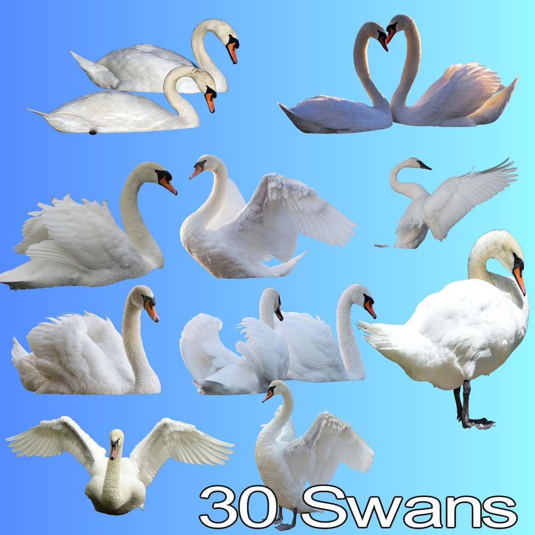 30 Swan Overlays for Photoshop, Swan Overlays, Bird Overlays, Swans ...