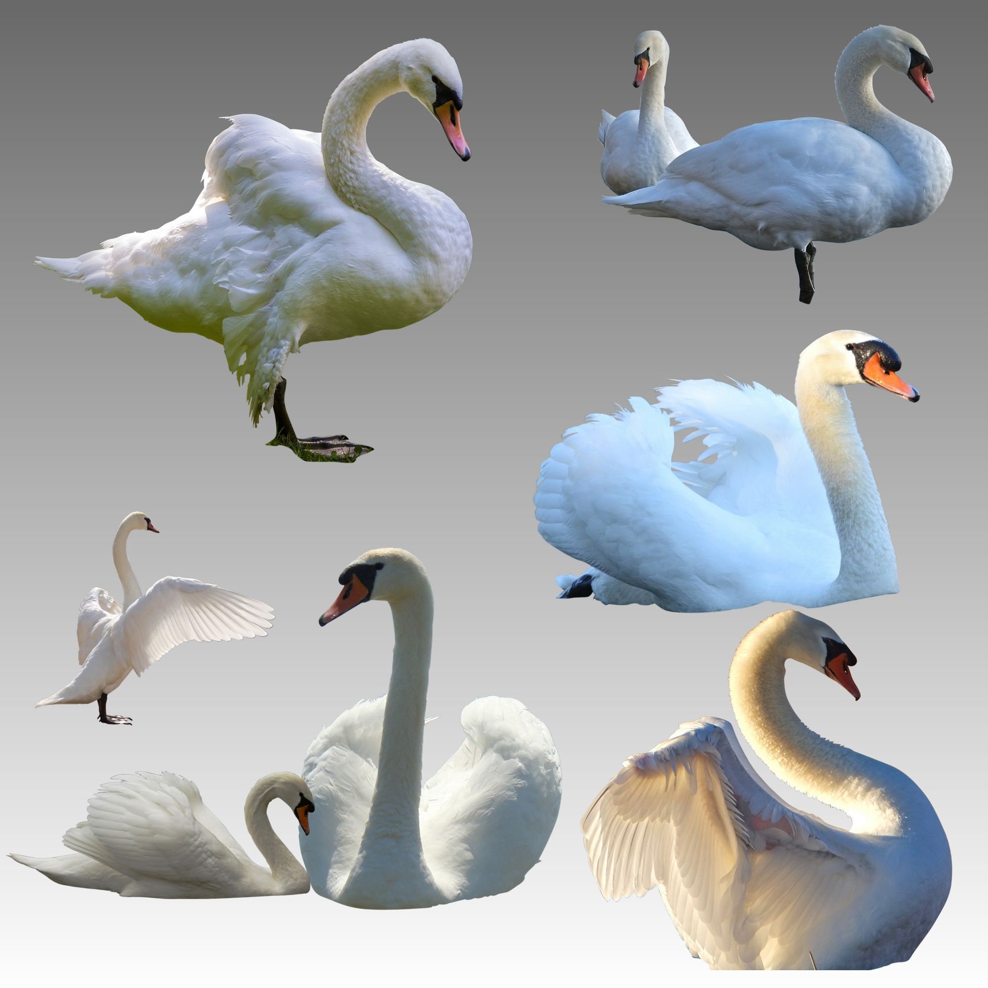 30 Swan Overlays for Photoshop Swan Overlays Bird Overlays | Etsy