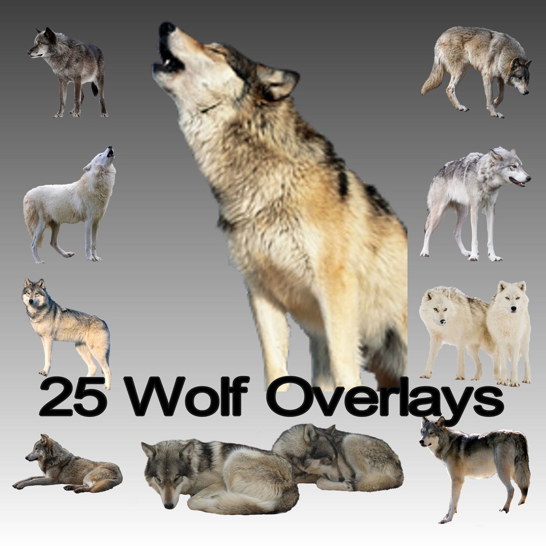 25 Wolf Overlays for Photoshop, Wolves, Animal Overlays, Photoshop ...