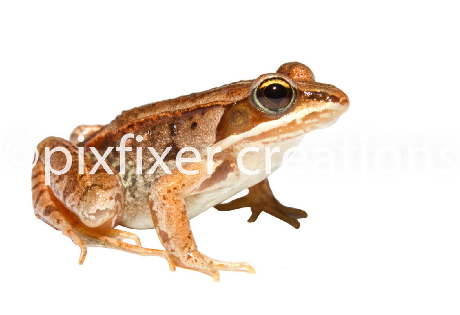 Frog Overlays for Photoshop Frog Overlays Photoshop - Etsy