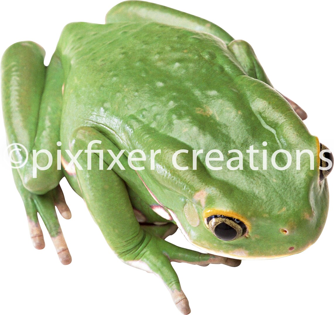 Frog Overlays for Photoshop Frog Overlays Photoshop | Etsy