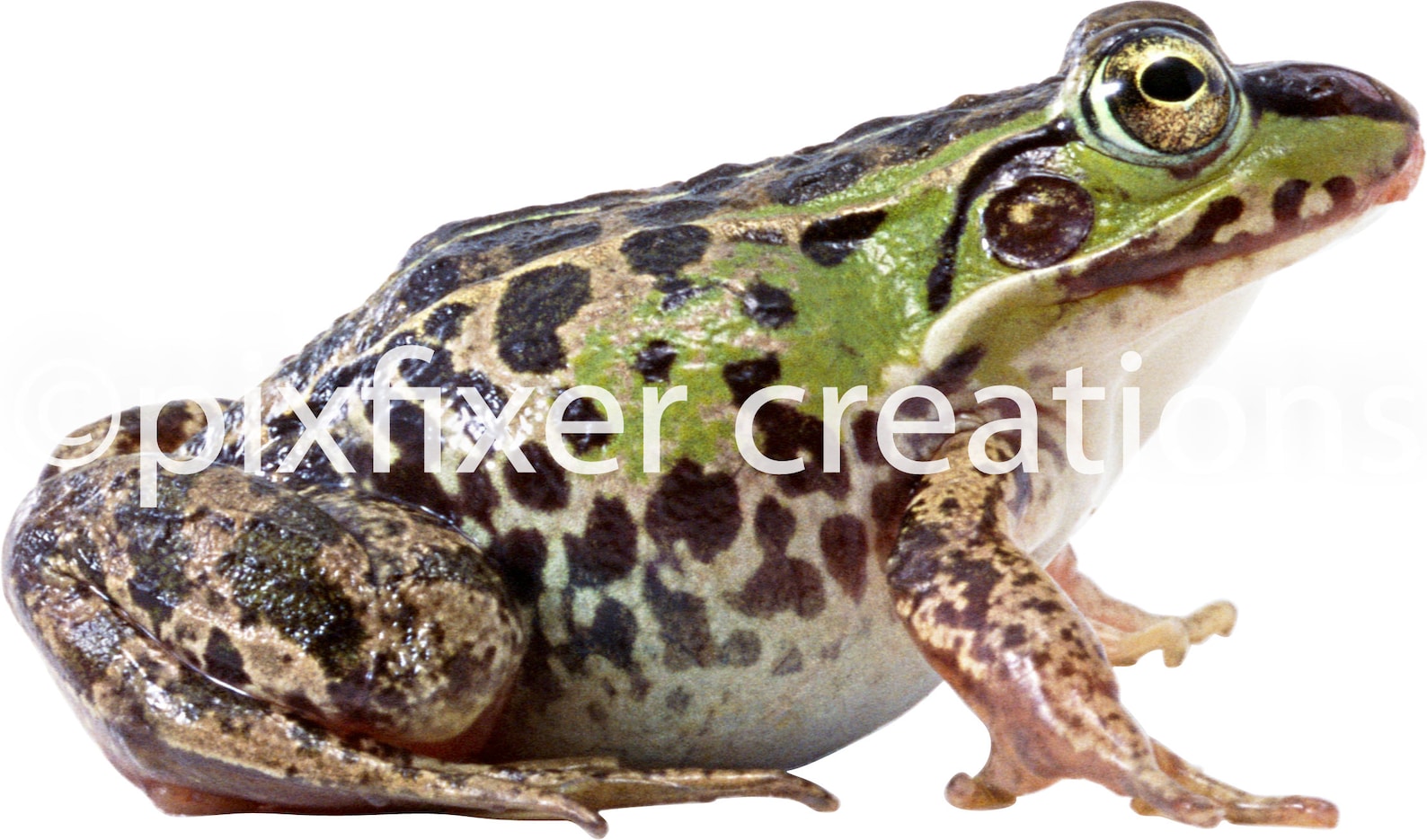 Frog Overlays for Photoshop Frog Overlays Photoshop | Etsy