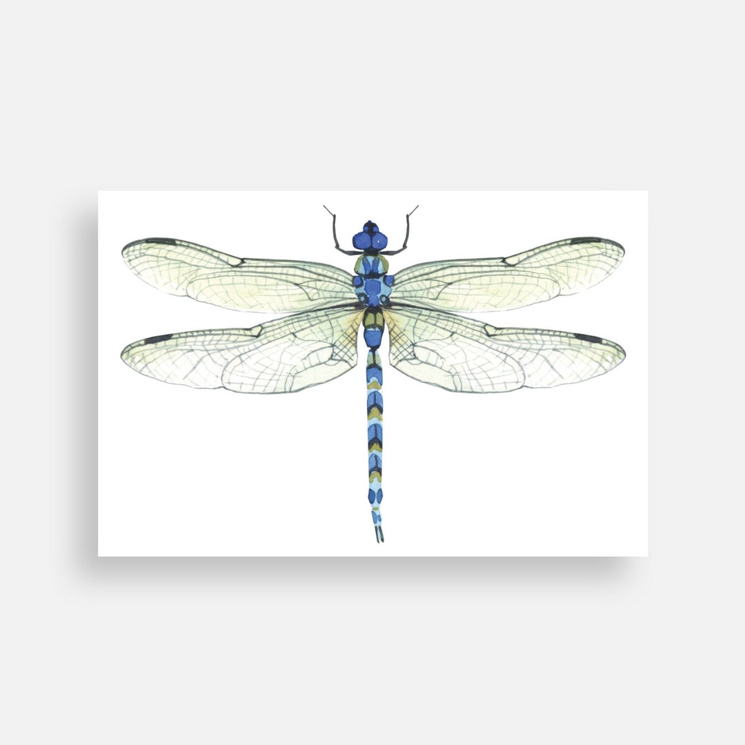 Libelula Collection - Etsy