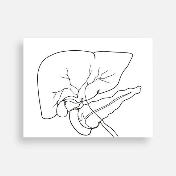 Anatomical Hepatic System Minimalist Collection - Etsy