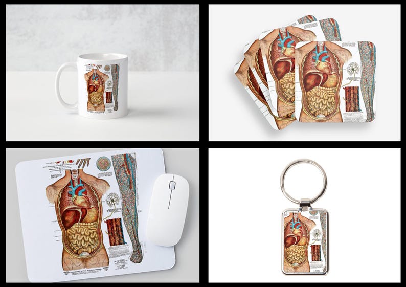 Human Body Arterial System Collection - Etsy