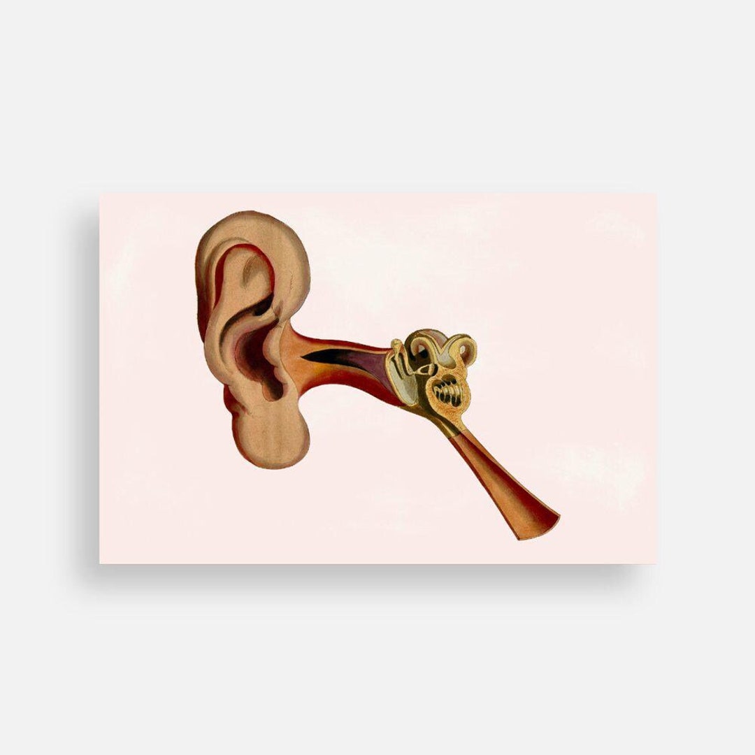 Map of the Ear Collection - Etsy